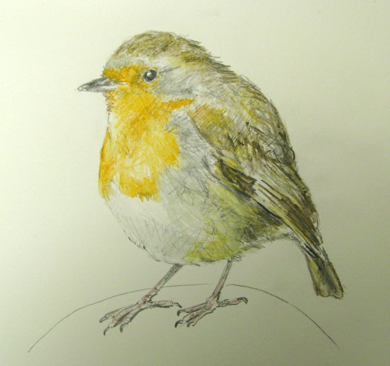 british robin | agnesandcora