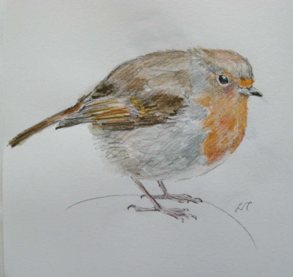Robin Drawings. | agnesandcora