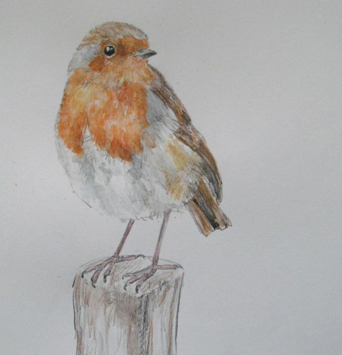british robin | agnesandcora