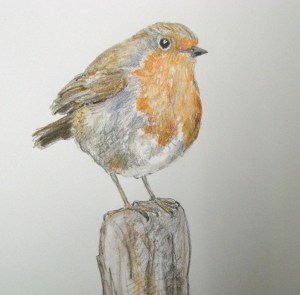 british robin | agnesandcora